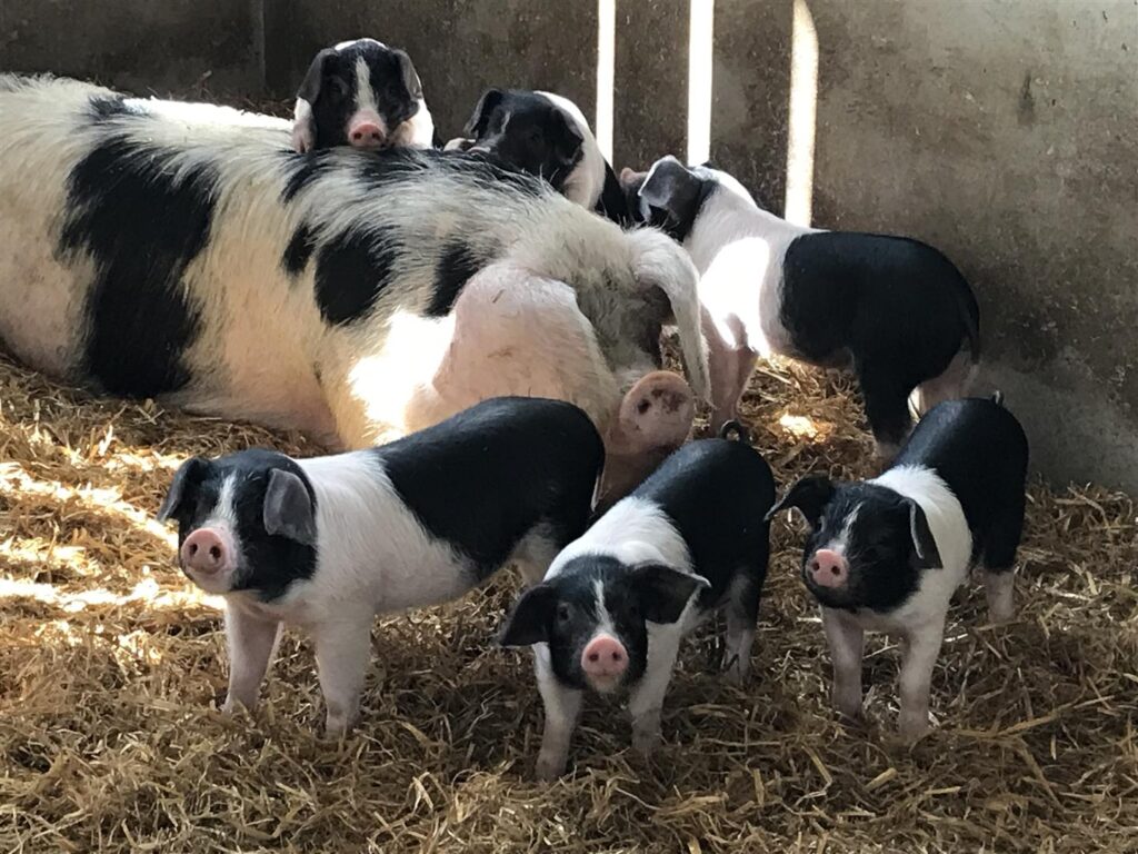 Shallowford Farm – Transforming Lives on a Working Farm on Dartmoor ...