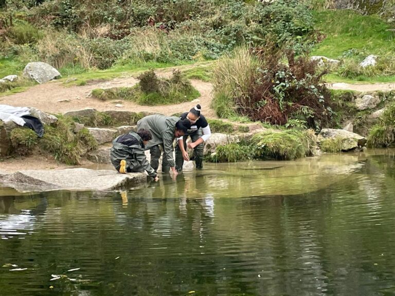 Shallowford Farm – Transforming Lives on a Working Farm on Dartmoor ...